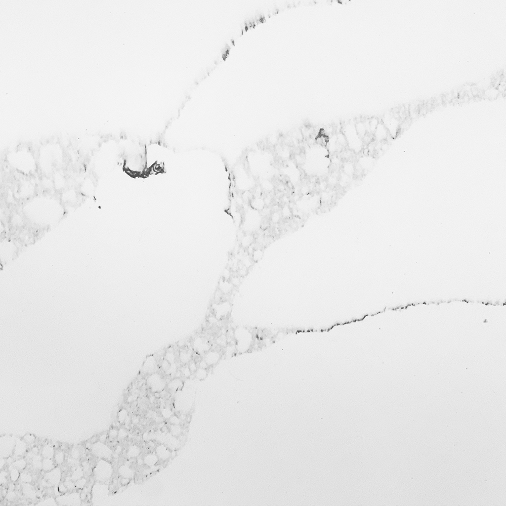 Granite Countertops GMQ Tops - Quartz Calacatta Milano